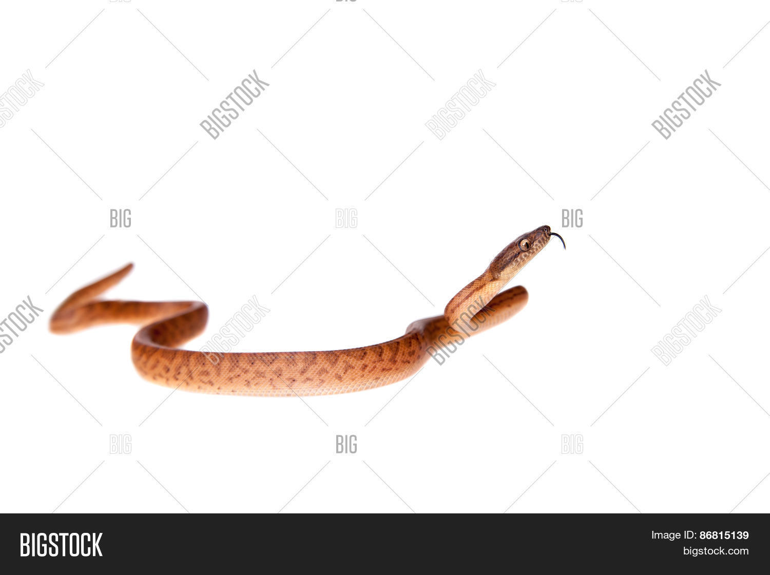 Puerto Rican Boa On Image & Photo (Free Trial) | Bigstock
