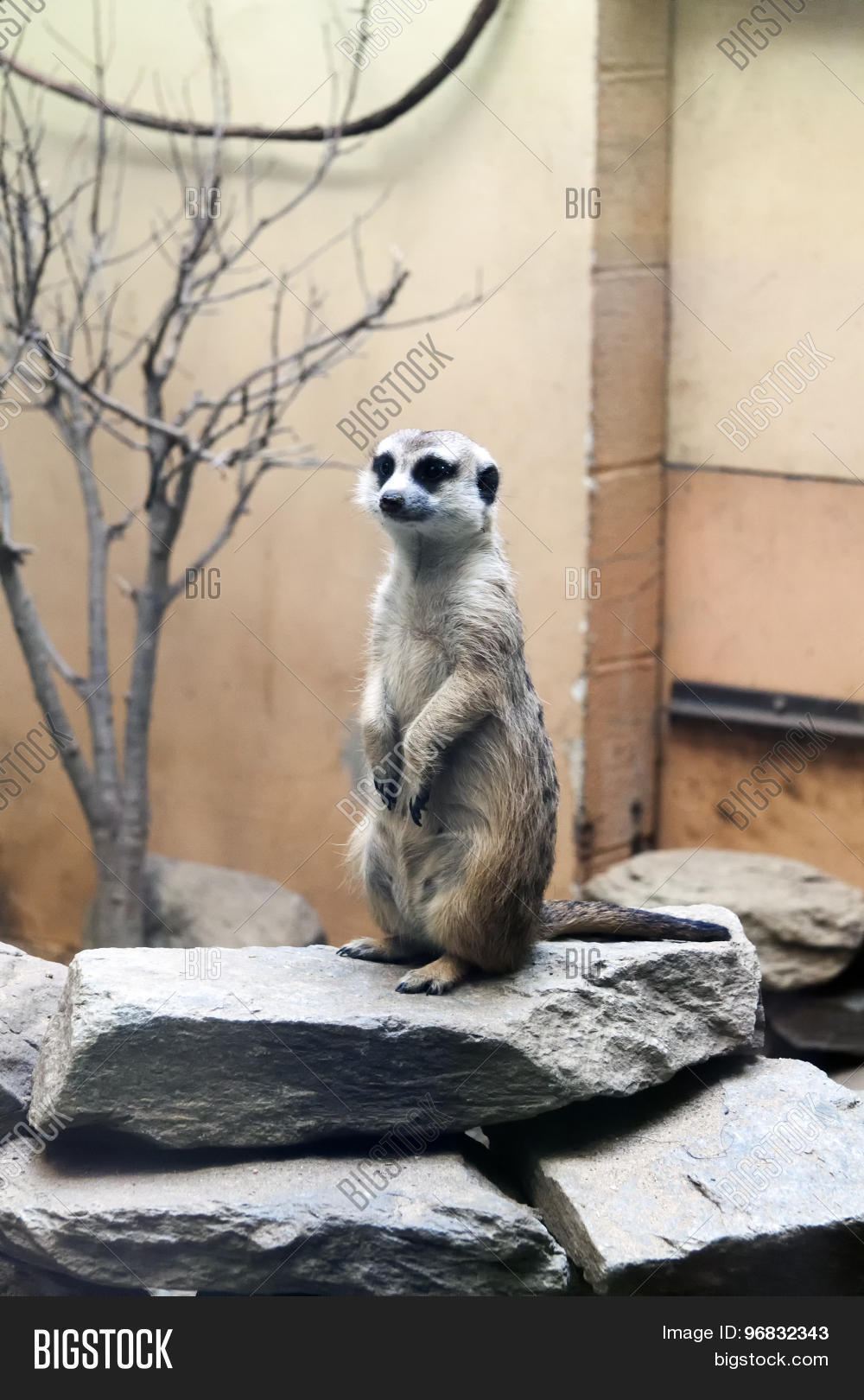 Meerkat Standing Image & Photo (Free Trial) | Bigstock