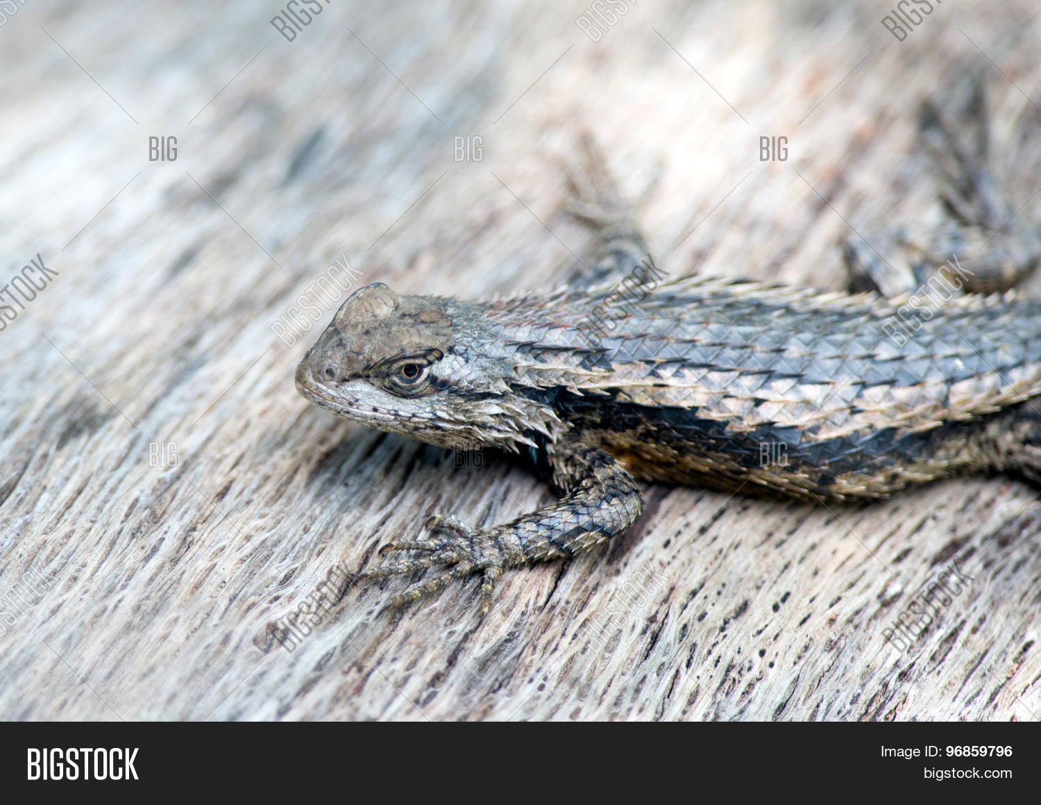 Texas Spiny Lizard Image & Photo (Free Trial) | Bigstock