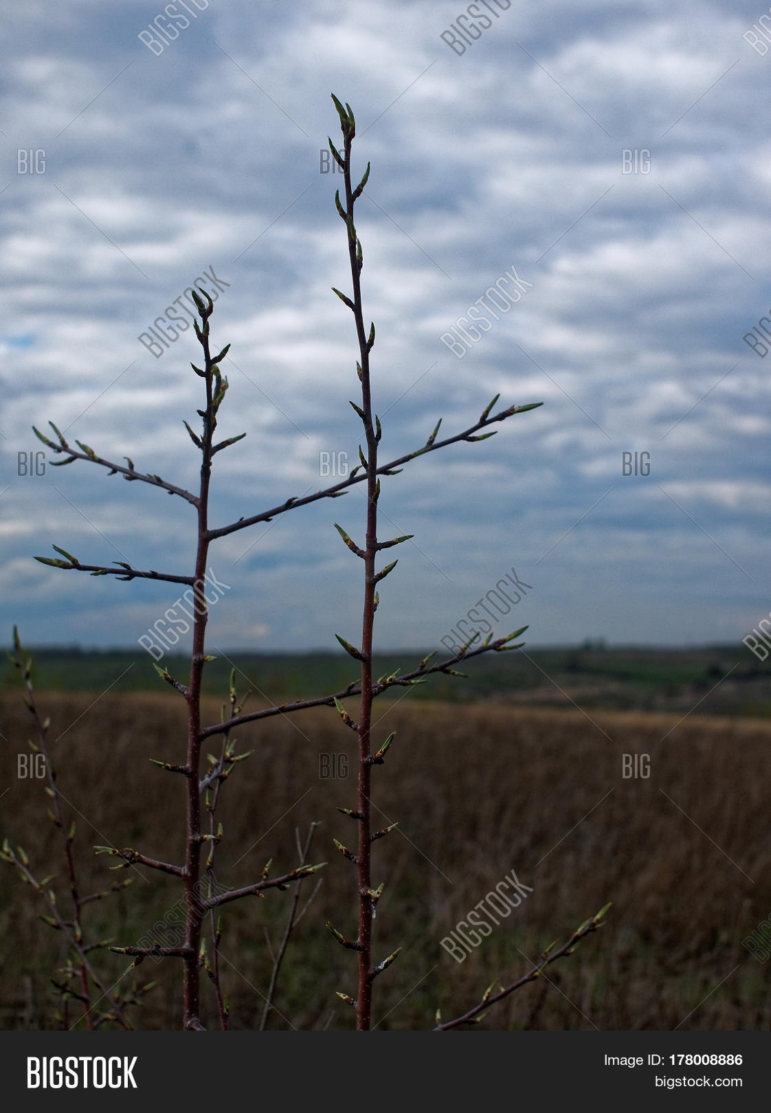 Branches Young Tree Image & Photo (Free Trial) | Bigstock