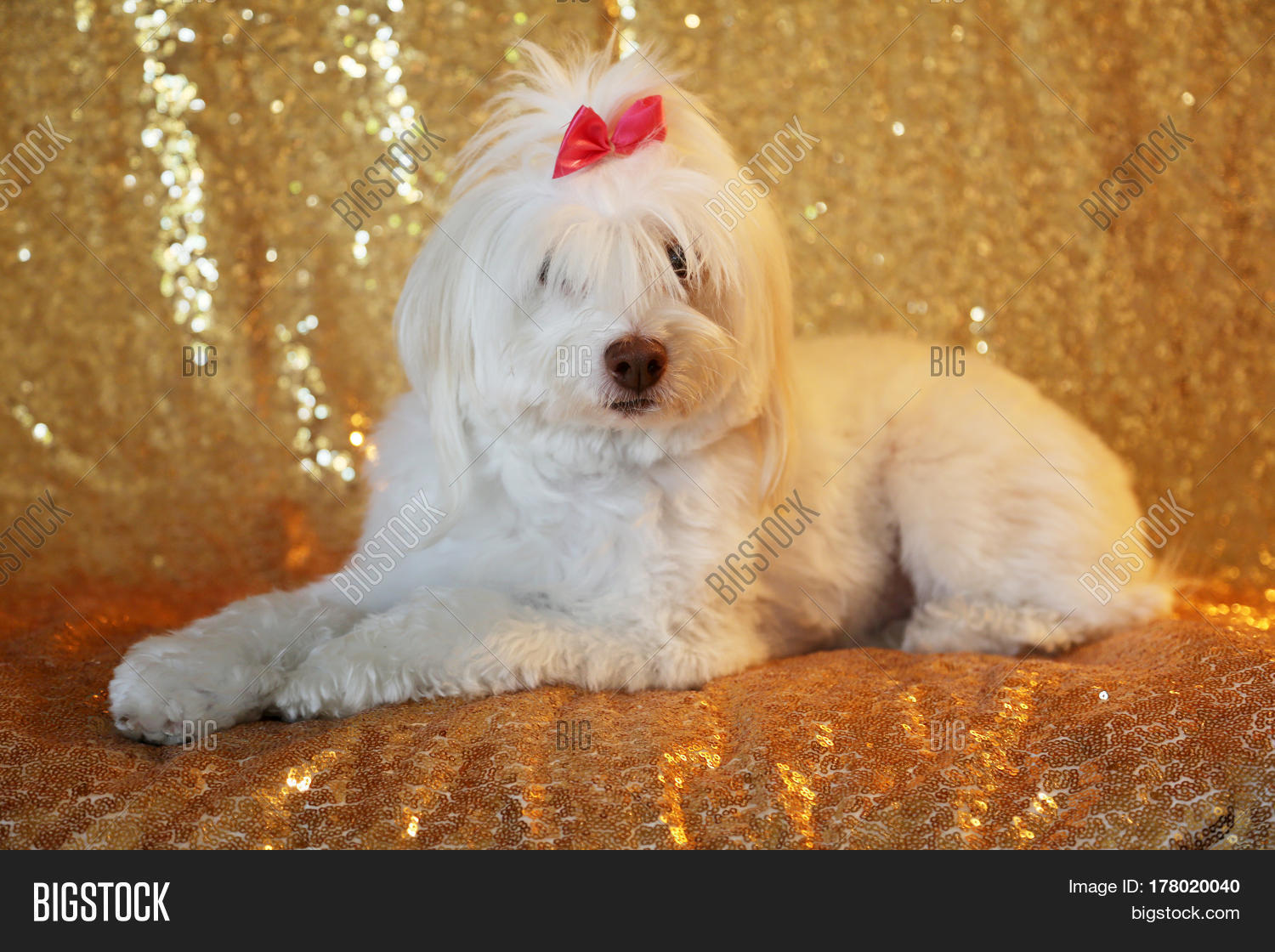 Beautiful White Poodle Image & Photo (Free Trial) | Bigstock