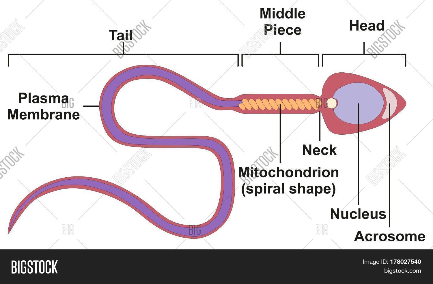 Sperm Cell Human Body Image & Photo (Free Trial) | Bigstock