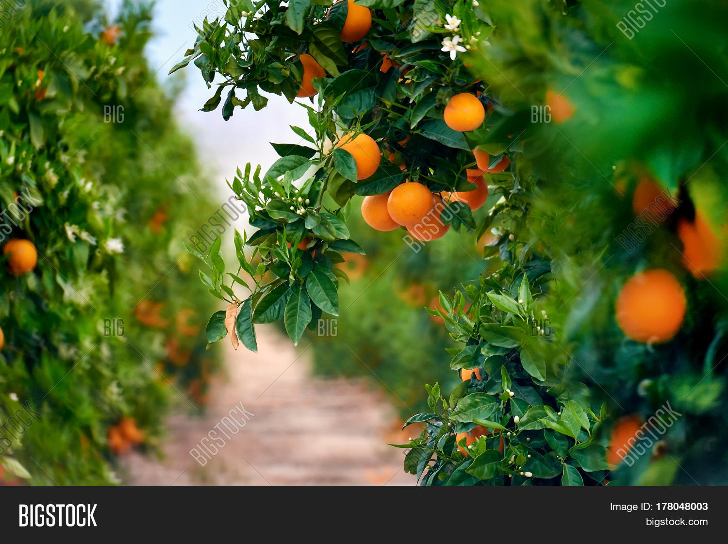Orange Grove Southern Image & Photo (Free Trial) | Bigstock