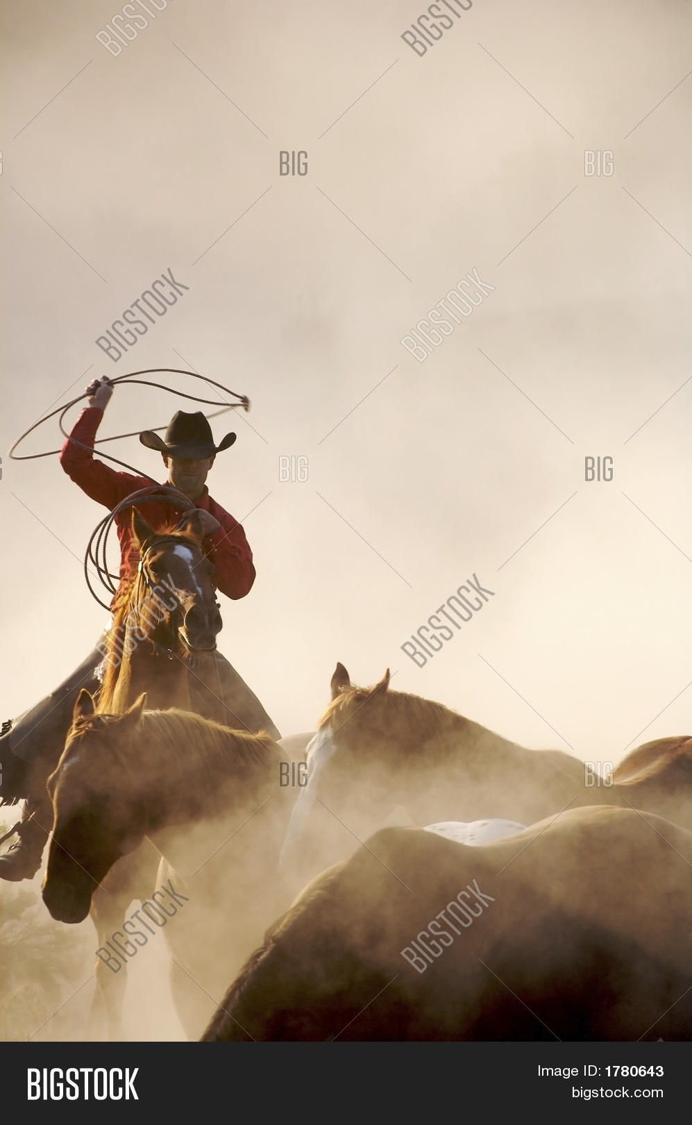 Roping Horses Image & Photo (Free Trial) | Bigstock