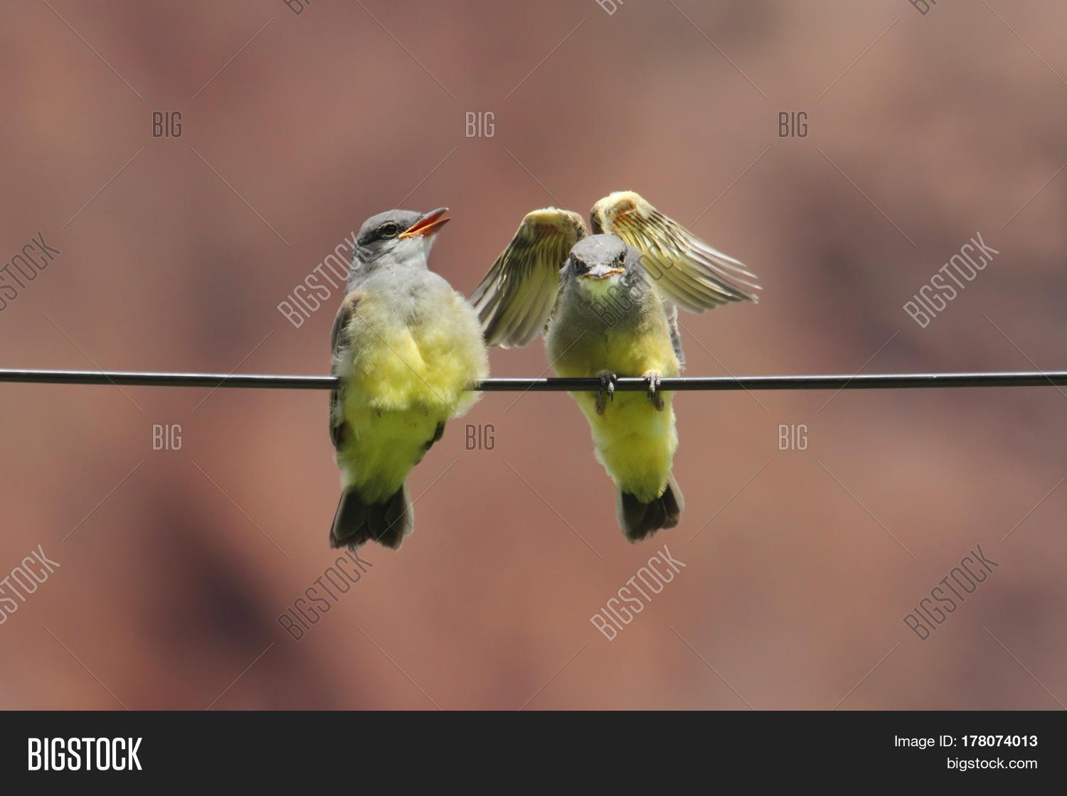 Baby Western Kingbird Image & Photo (Free Trial) | Bigstock