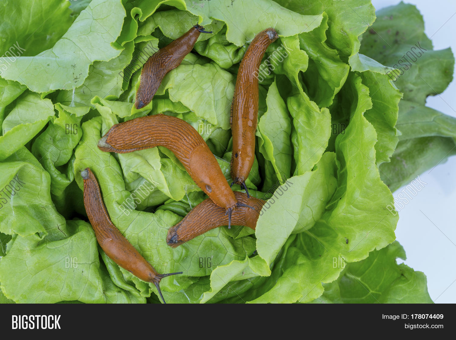 Snail Lettuce Leaf Image & Photo (Free Trial) | Bigstock