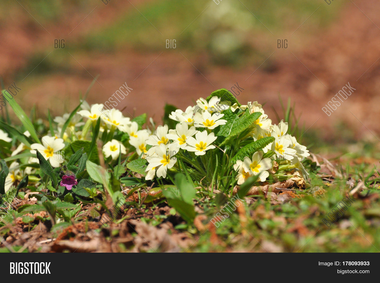 Wild Primrose (Primula Image & Photo (Free Trial) | Bigstock