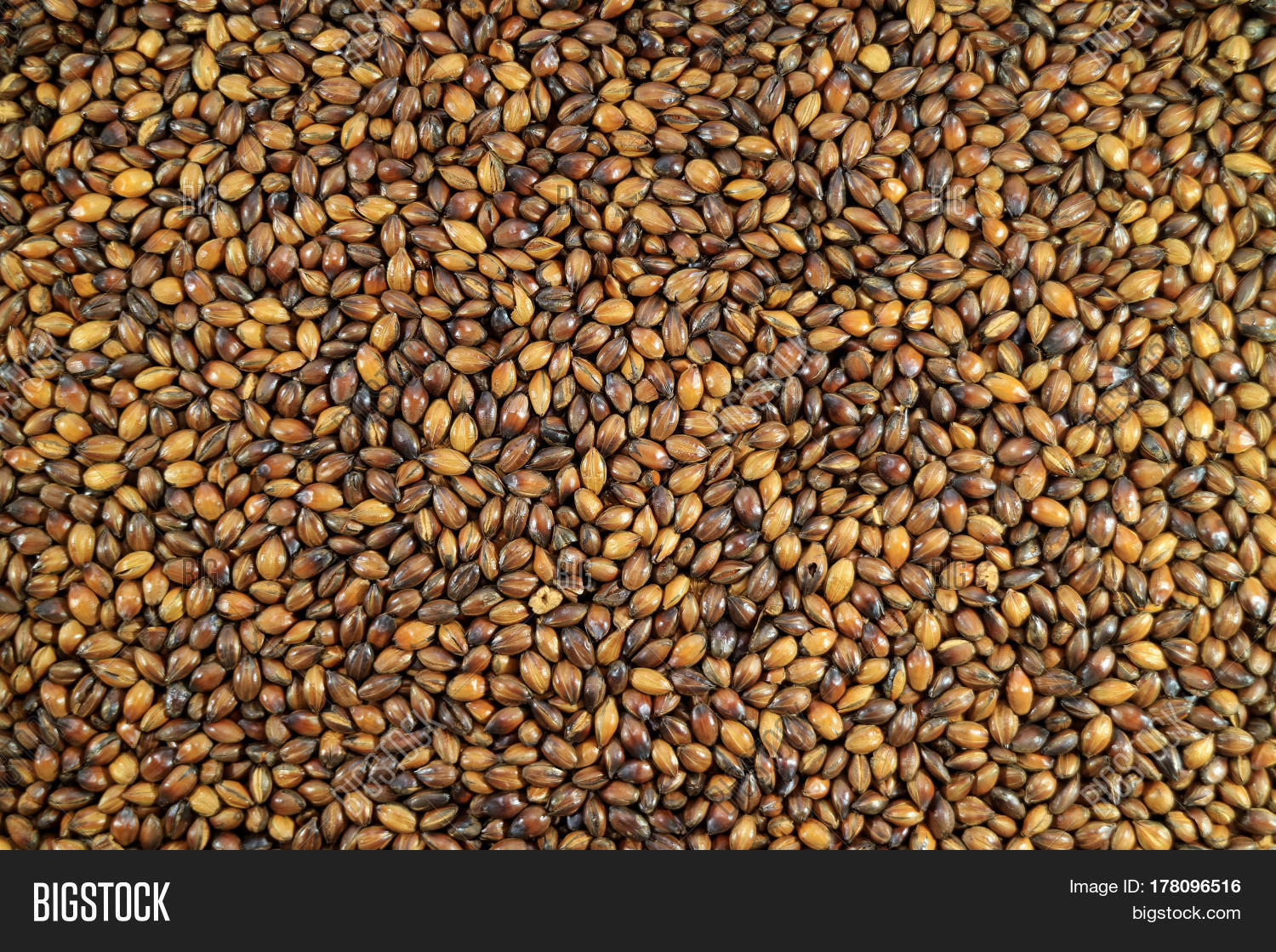 Many Shades Brown Image & Photo (Free Trial) | Bigstock