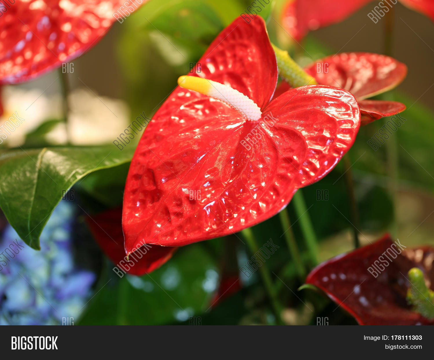 Big Red Flower Long Image & Photo (Free Trial) | Bigstock