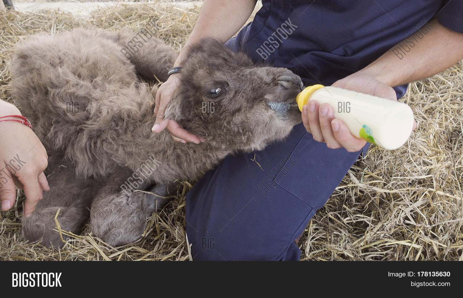 Zookeeper Feeding Baby Image & Photo (Free Trial) | Bigstock