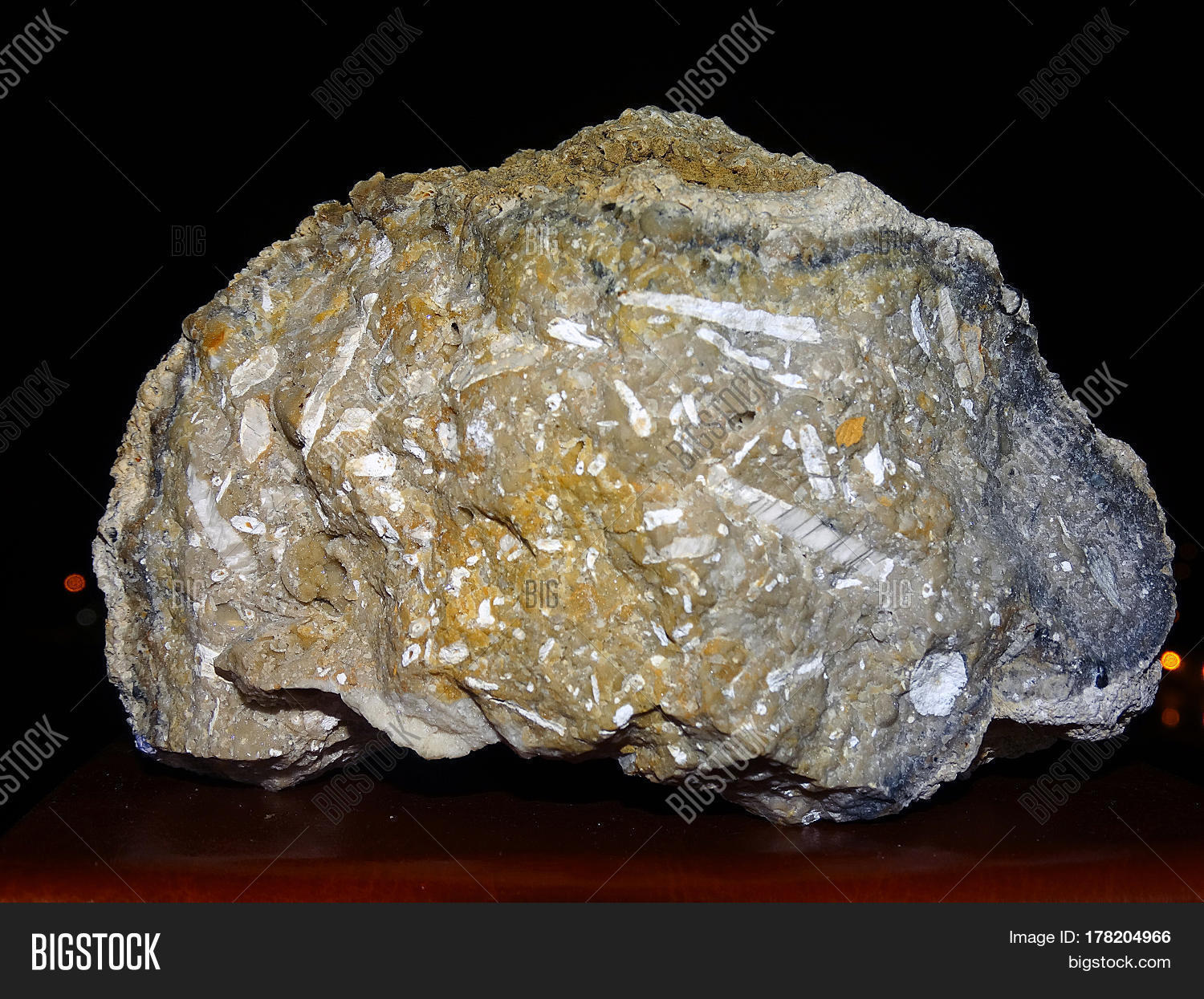 Organogenic Calcified Image And Photo Free Trial Bigstock