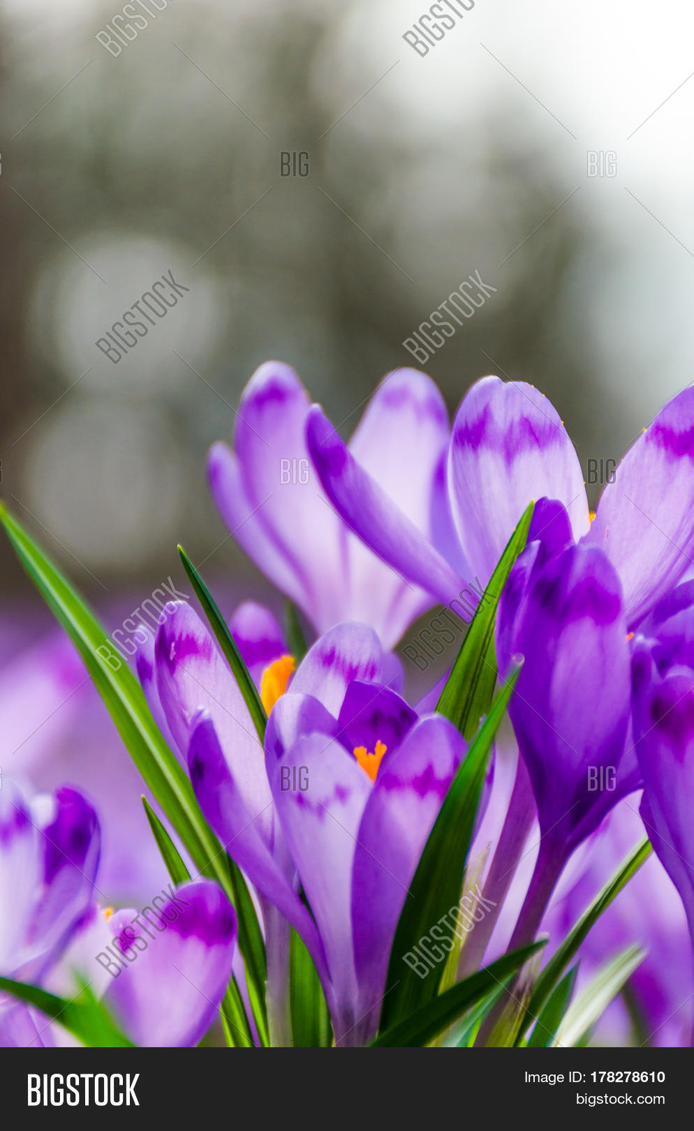 Field Crocuses Wild Image & Photo (Free Trial) | Bigstock