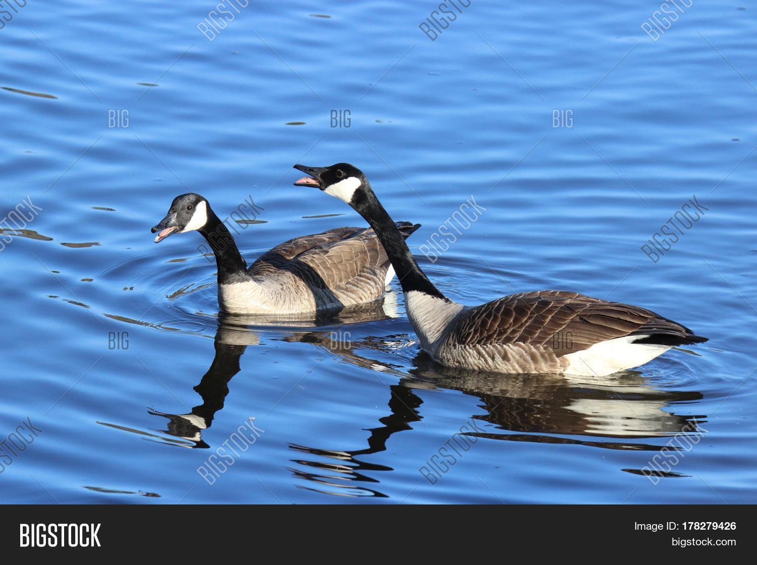 Two Canada Geese Image & Photo (Free Trial) | Bigstock