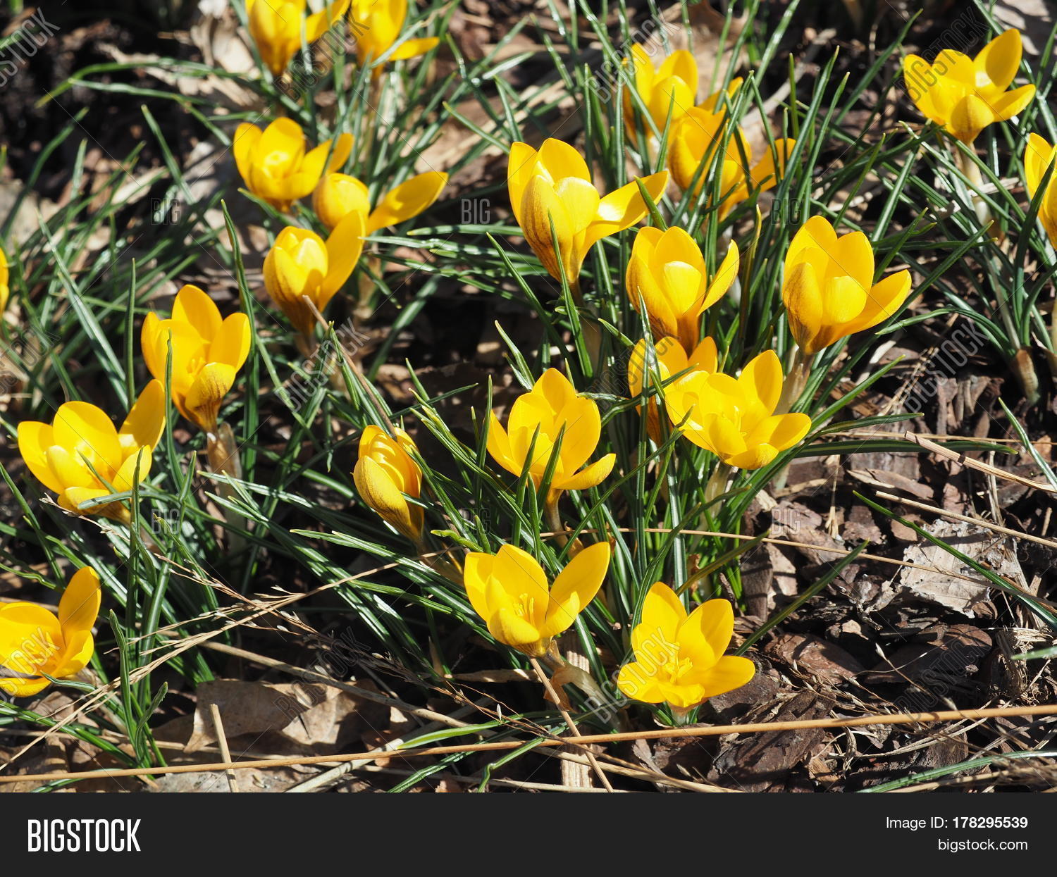 Yellow Crocus Image & Photo (Free Trial) | Bigstock