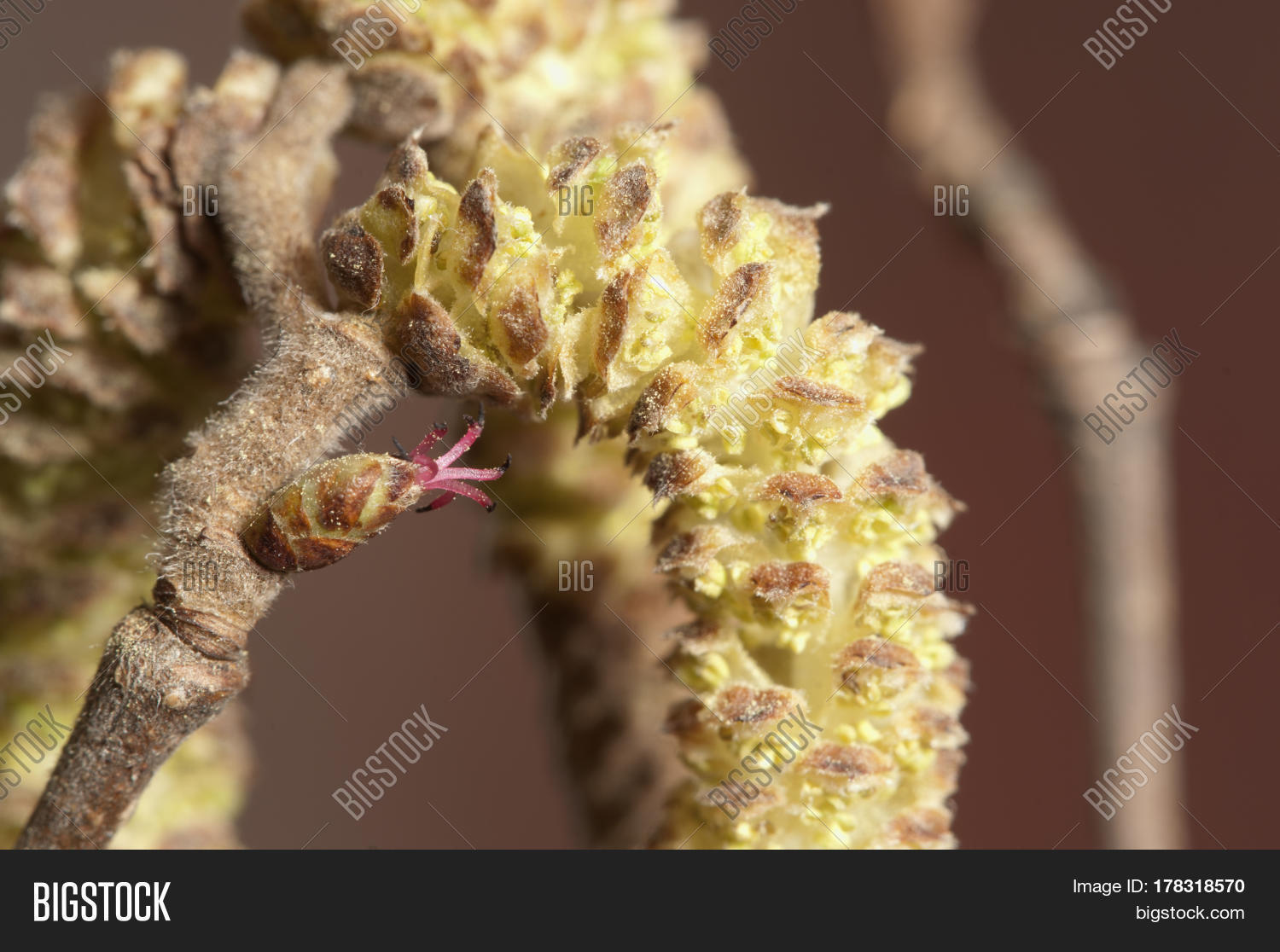 Hazel Flowers Macro Image & Photo (Free Trial) | Bigstock