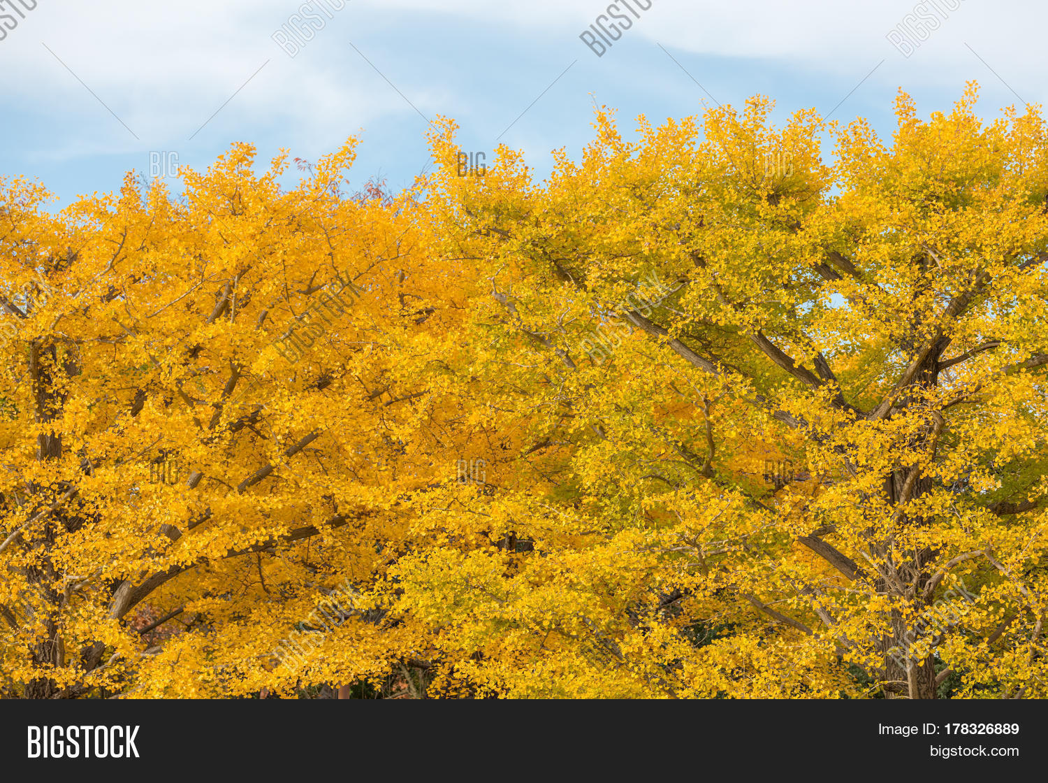 Ginkgo Trees Autumn Image & Photo (Free Trial) | Bigstock