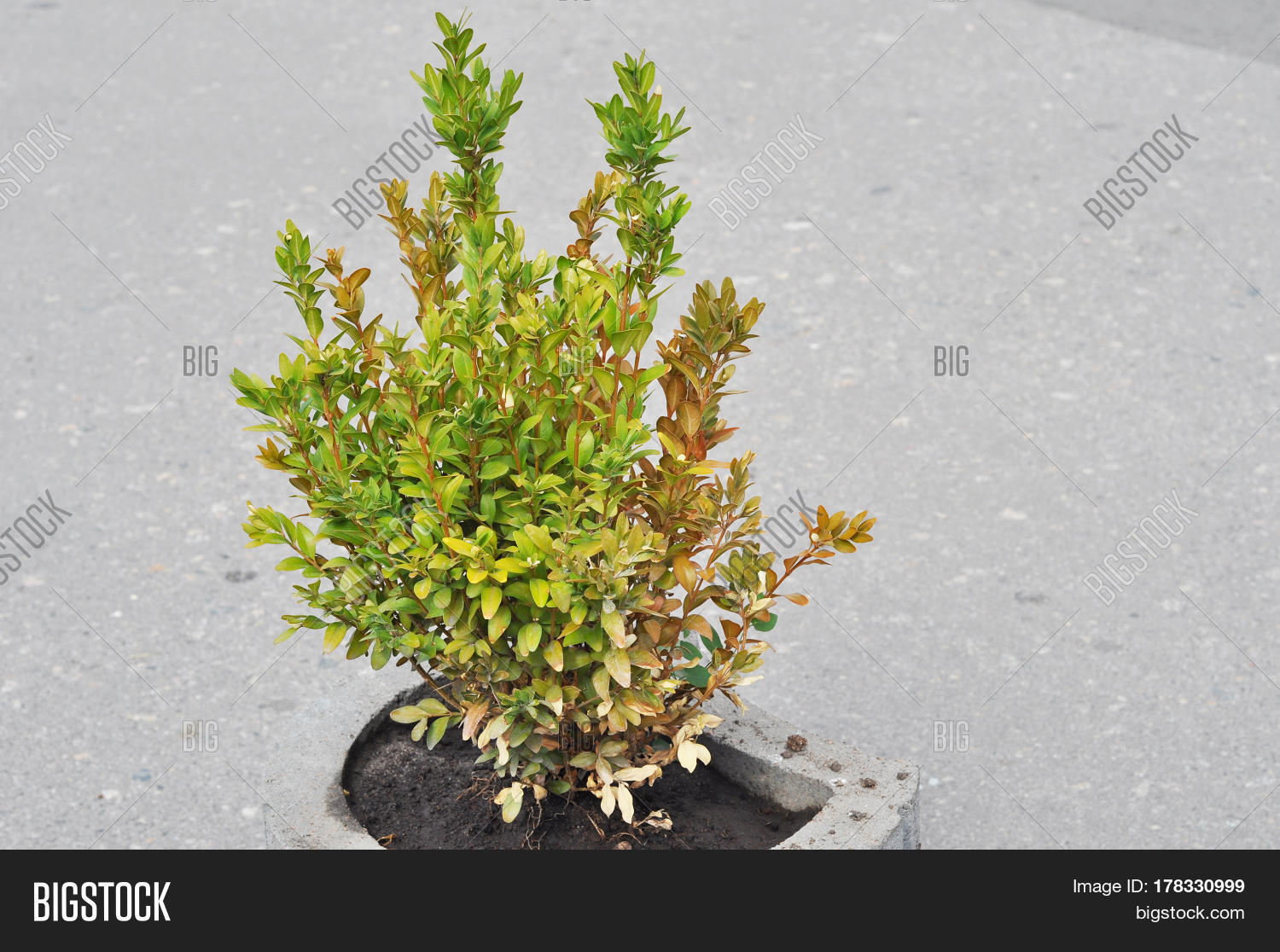 Boxwood Diseases. Image & Photo (Free Trial) | Bigstock