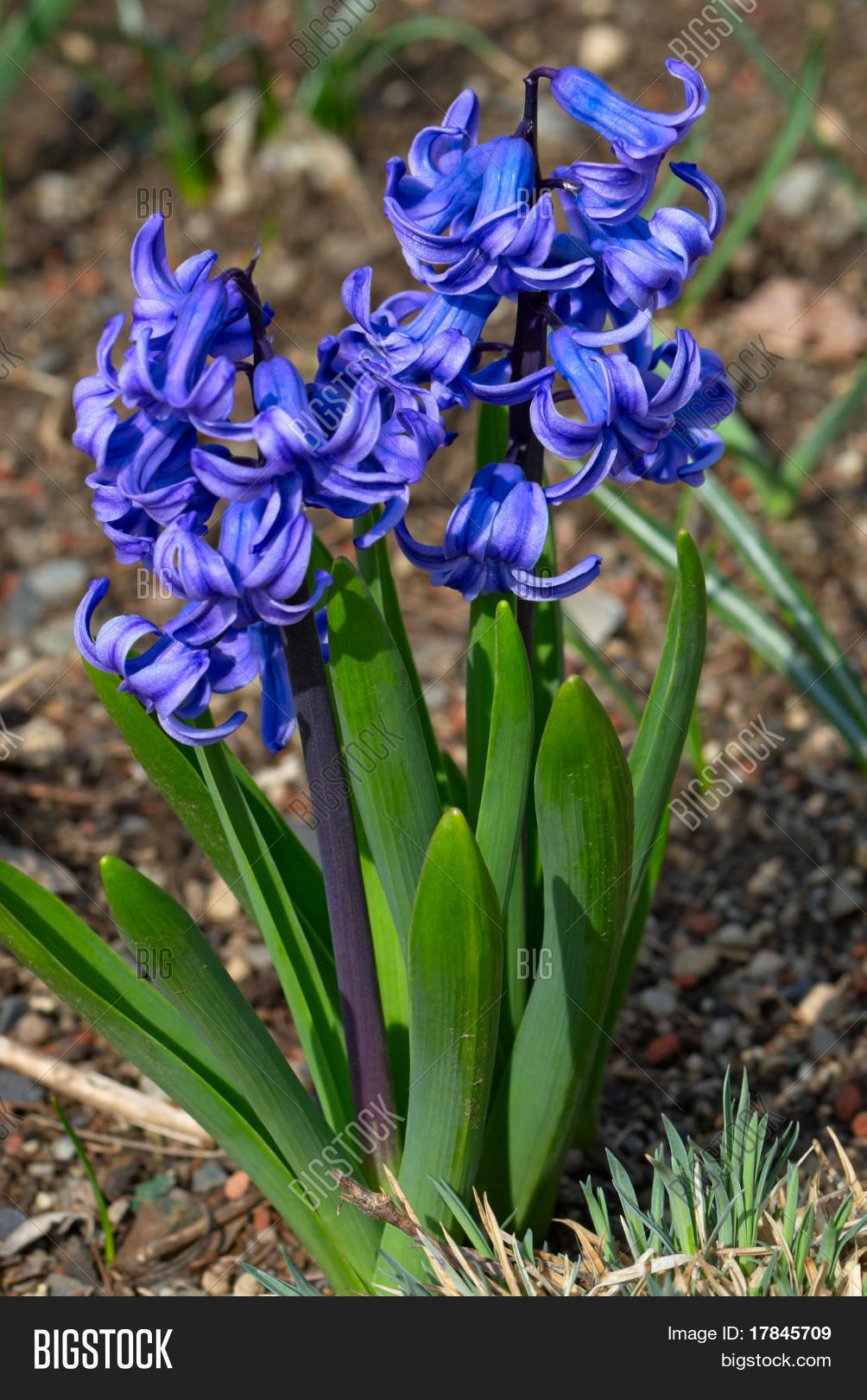 Blue Hyacinths Image & Photo (Free Trial) | Bigstock