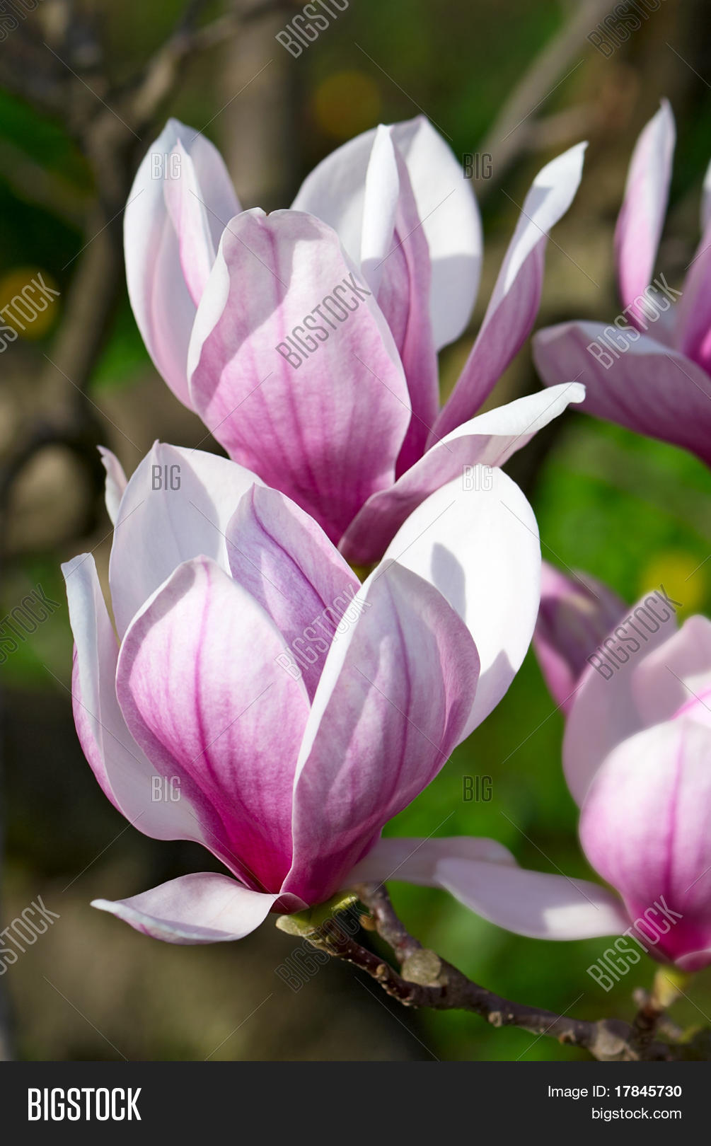 Magnolia Tree Image & Photo (Free Trial) | Bigstock