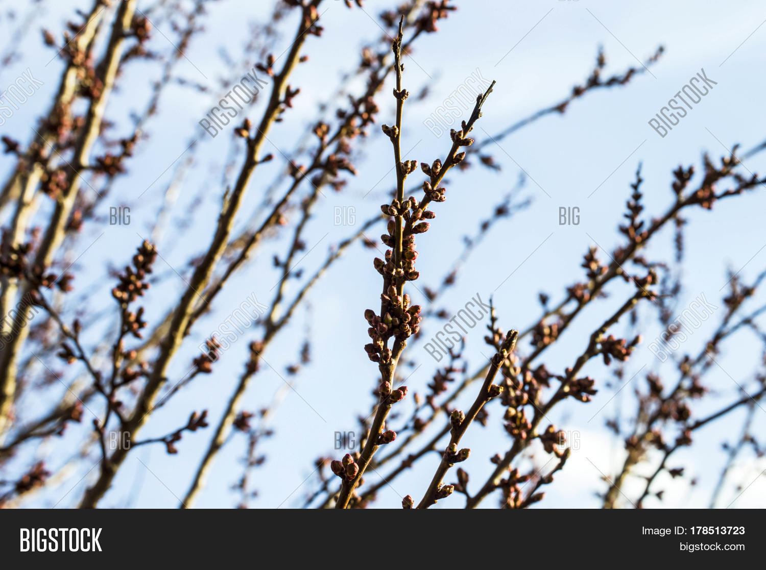 Buds Trees, Budding Image & Photo (Free Trial) | Bigstock