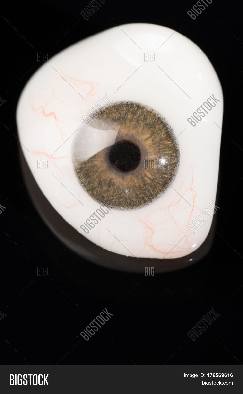 Glass Eye Prosthetic Image & Photo (Free Trial) | Bigstock