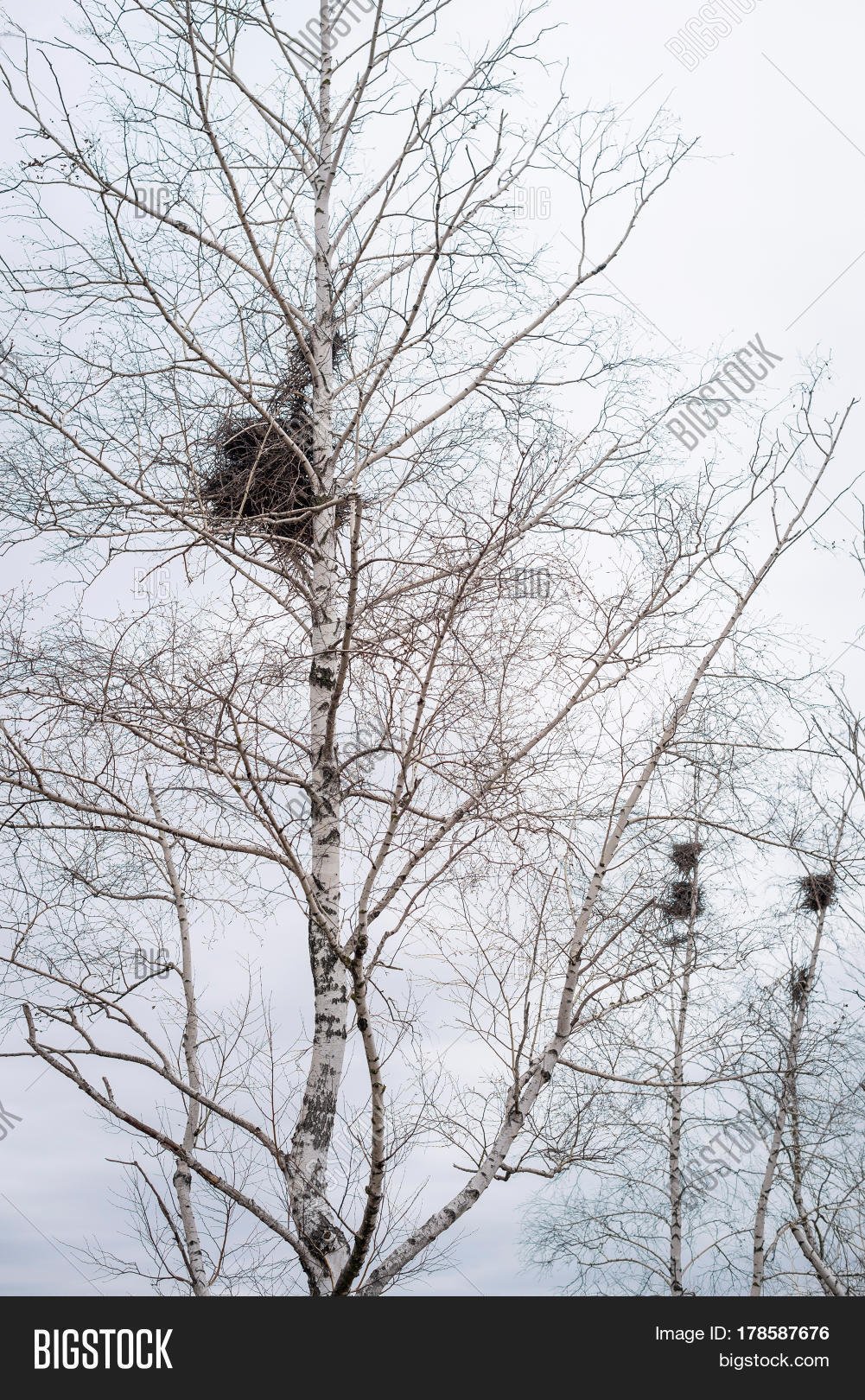 Empty Bird's Nest Image & Photo (Free Trial) | Bigstock