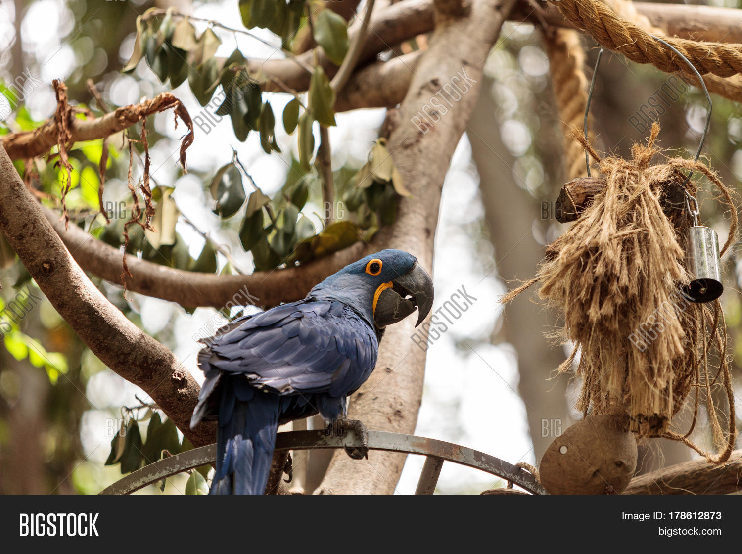 Hyacinth Macaw Parrot Image & Photo (Free Trial) | Bigstock