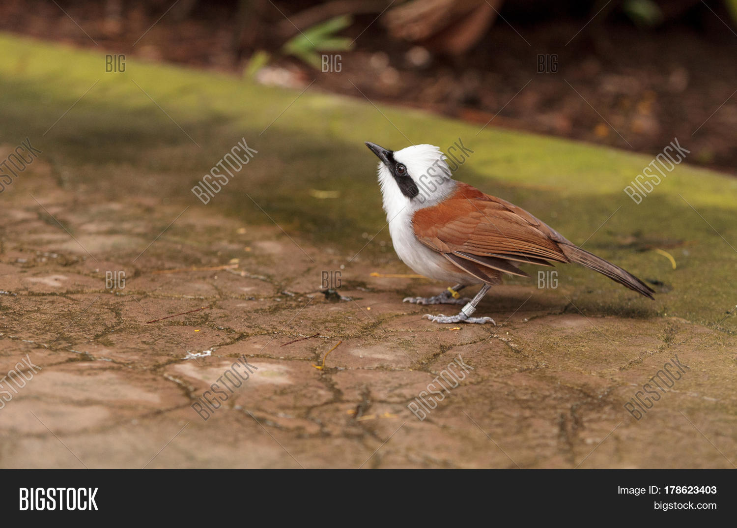 White-crested Image & Photo (Free Trial) | Bigstock