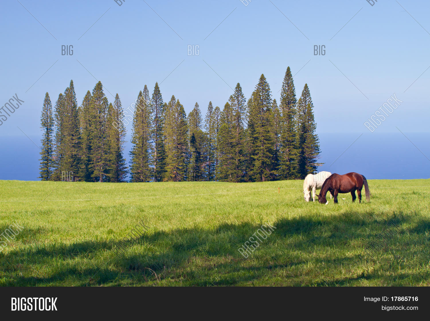 Two Horses Open Field Image & Photo (Free Trial) | Bigstock