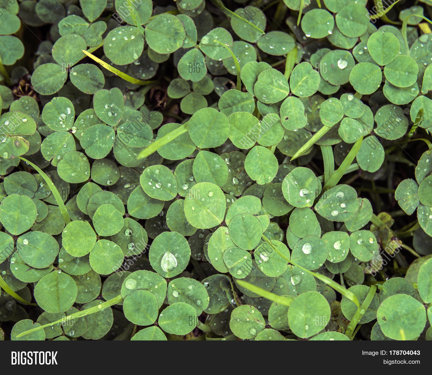 Green Clover Trefoil Image & Photo (Free Trial) | Bigstock