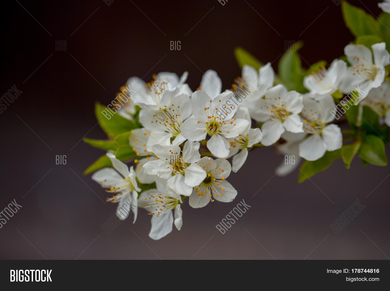 White Sakura Flower Image & Photo (Free Trial) | Bigstock