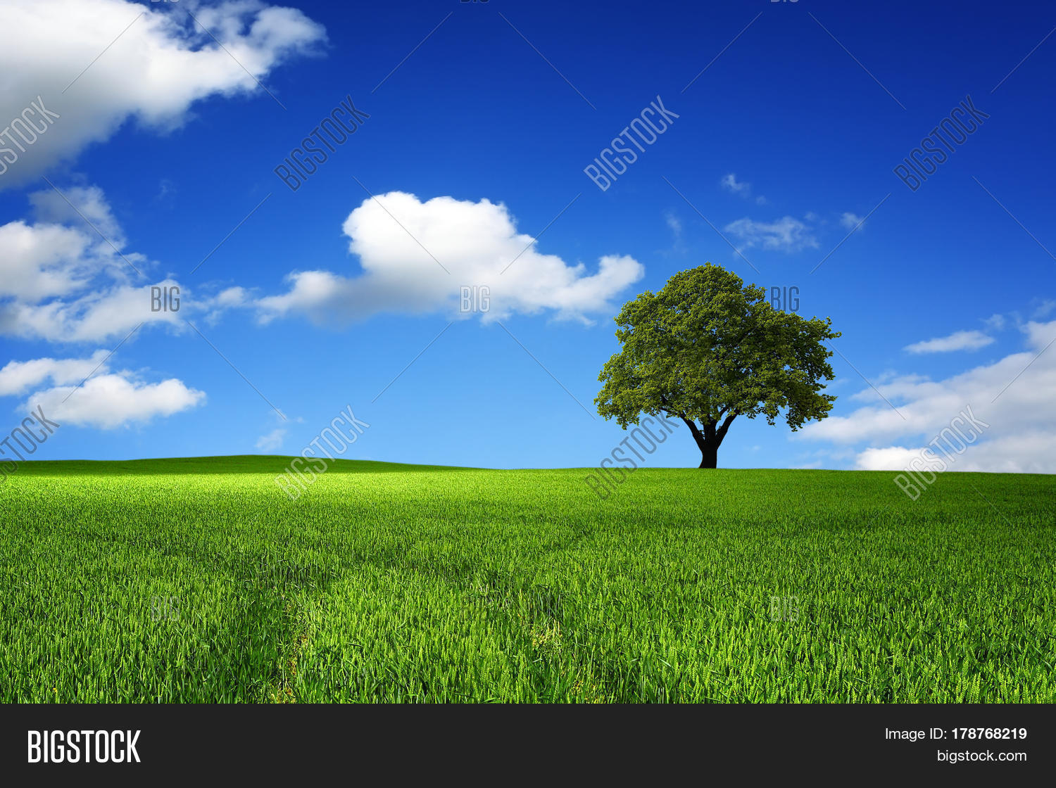 Green Tree Nature Image & Photo (Free Trial) | Bigstock