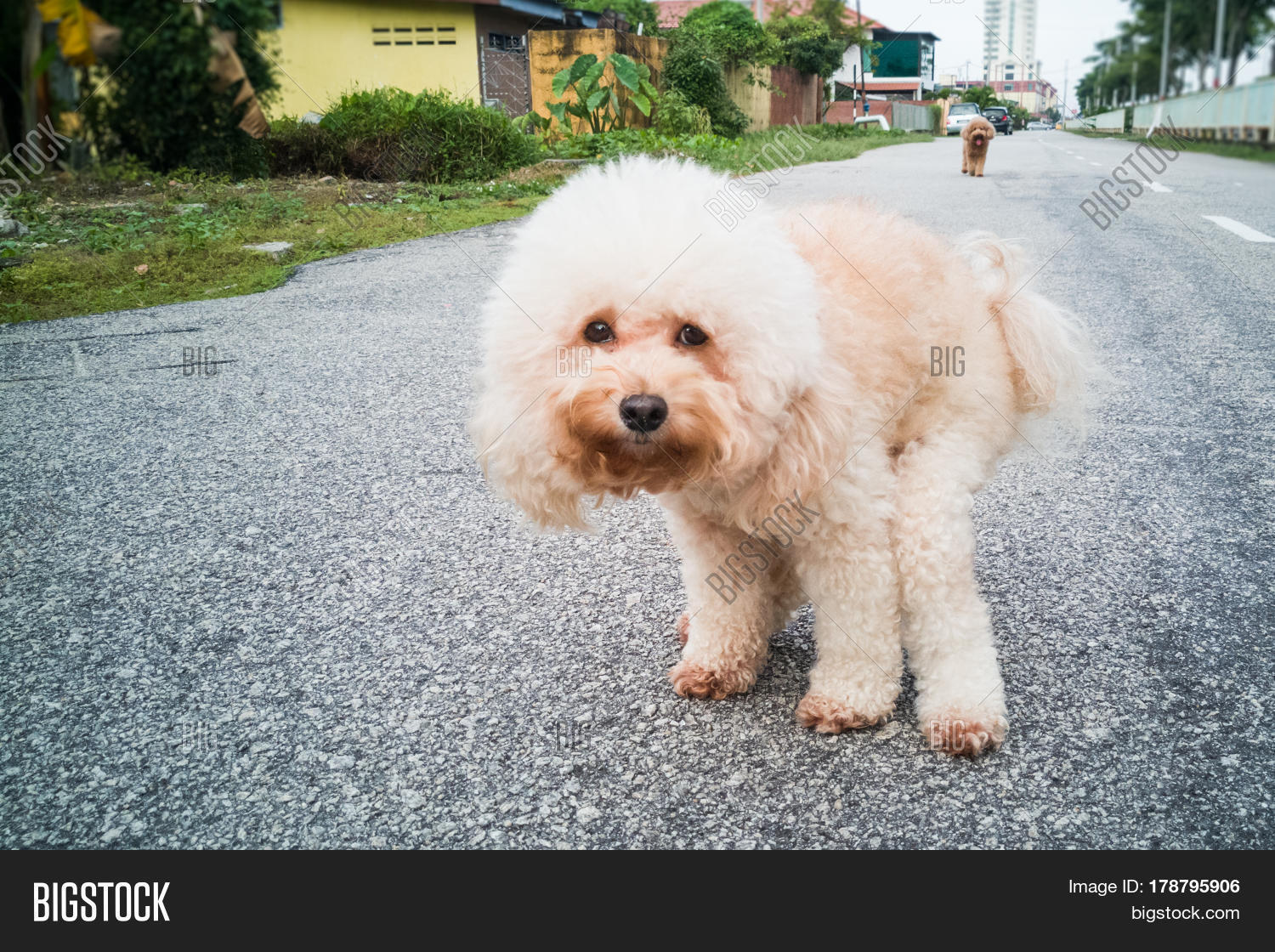 Pet Poodle Dog Pooping Image & Photo (Free Trial) | Bigstock