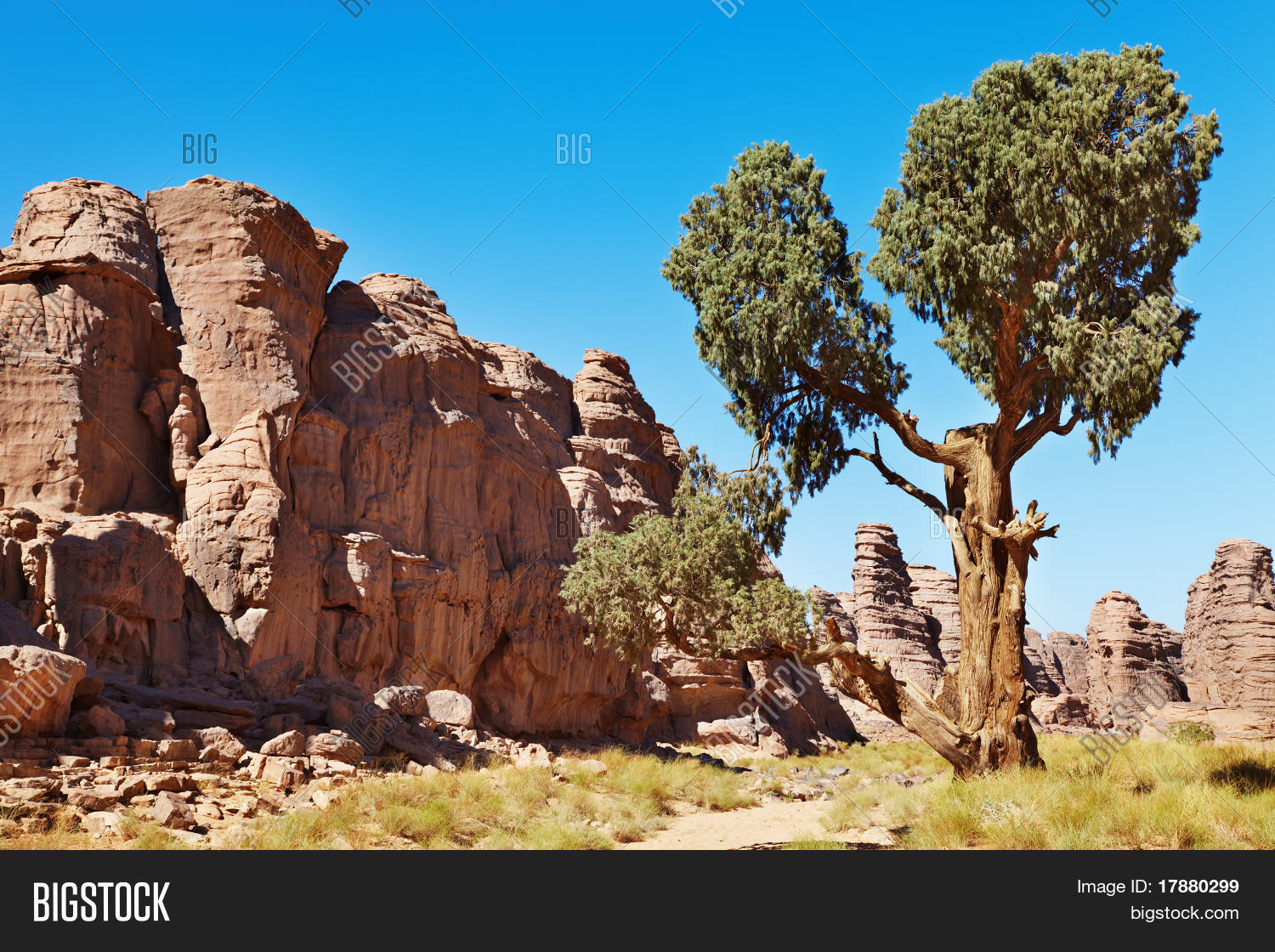Saharan Cypress, Very Image & Photo (Free Trial) | Bigstock