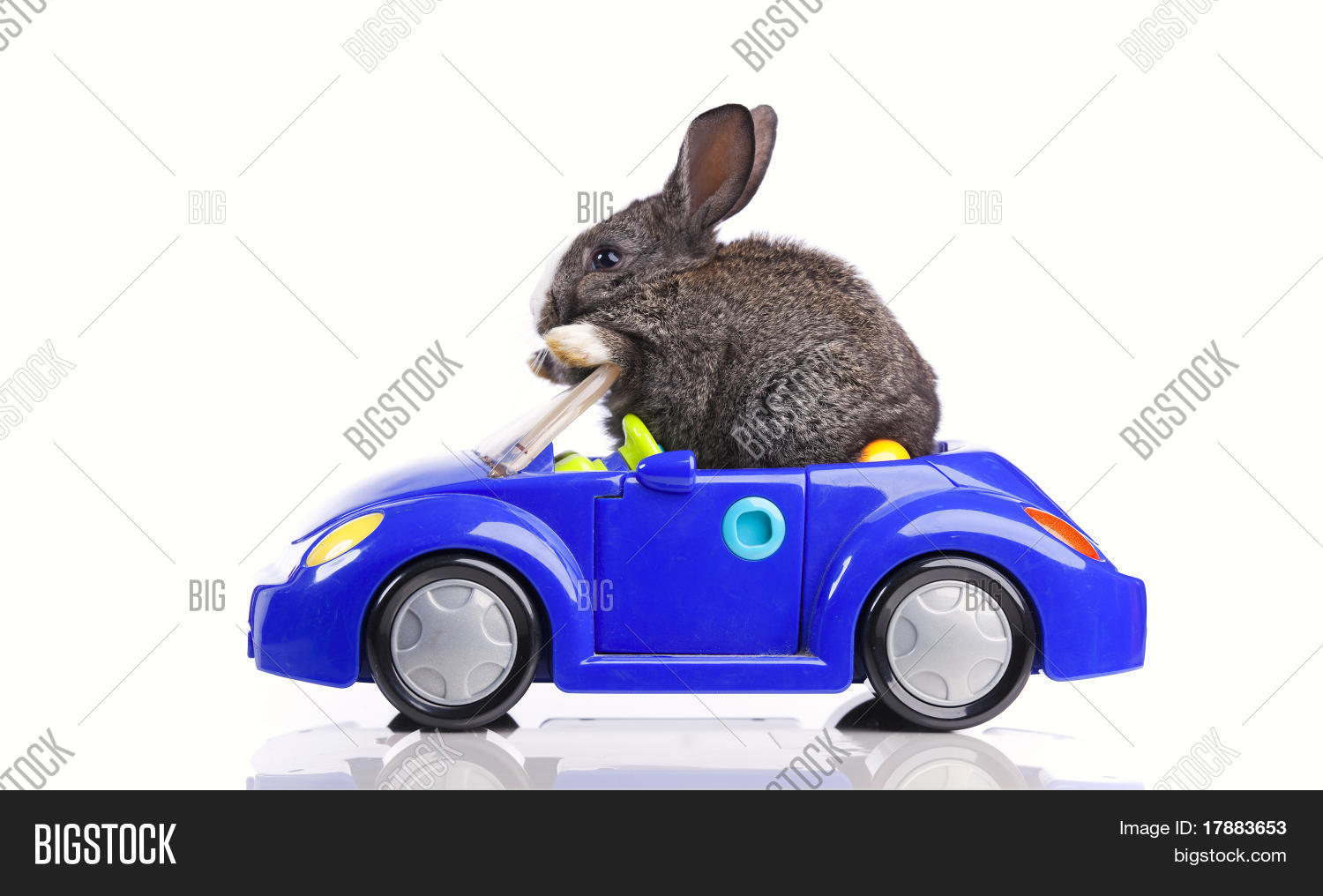 Rabbit Driving Blue Image & Photo (Free Trial) | Bigstock