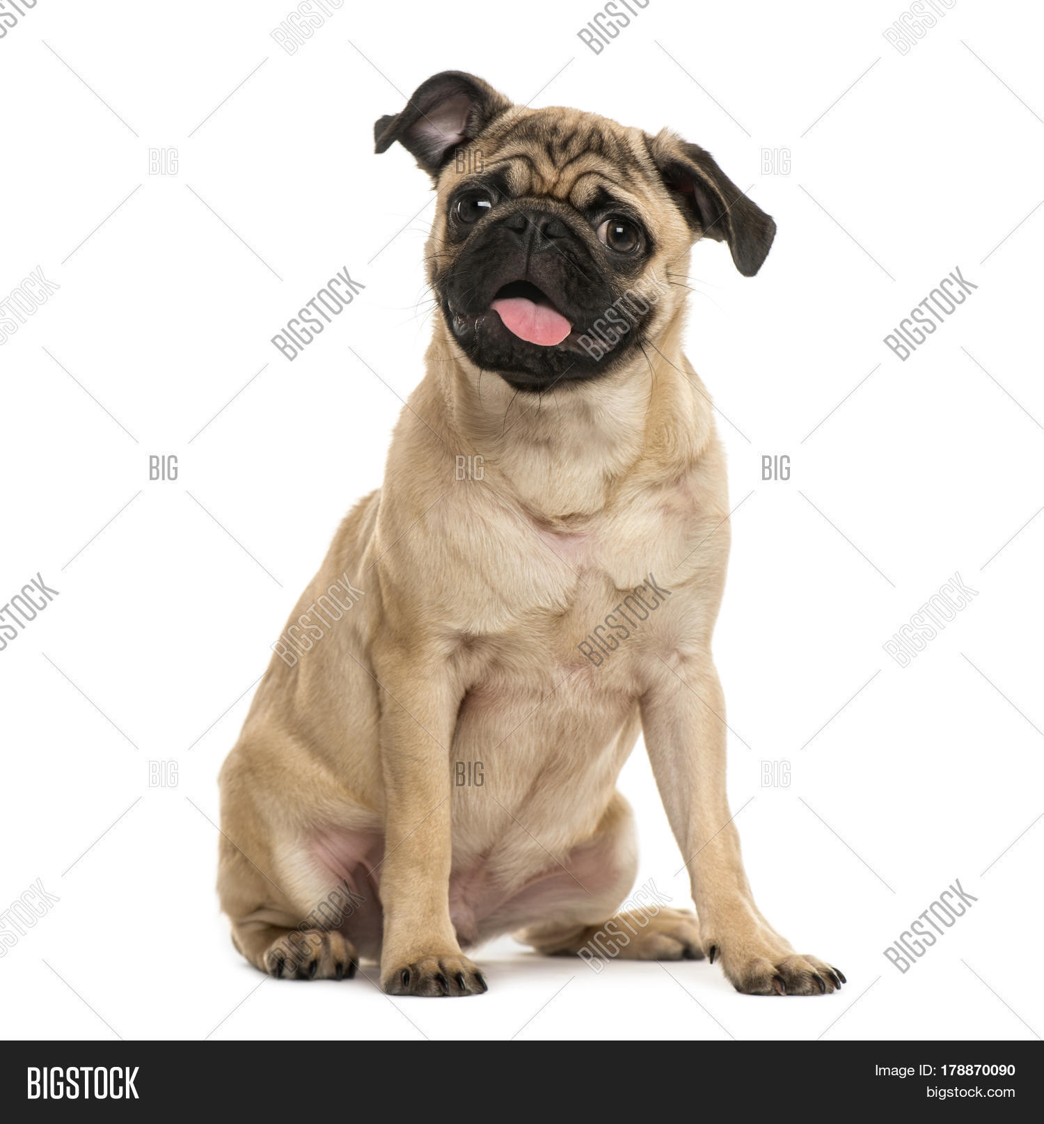 Pug Puppy Sitting, 6 Image & Photo (Free Trial) | Bigstock