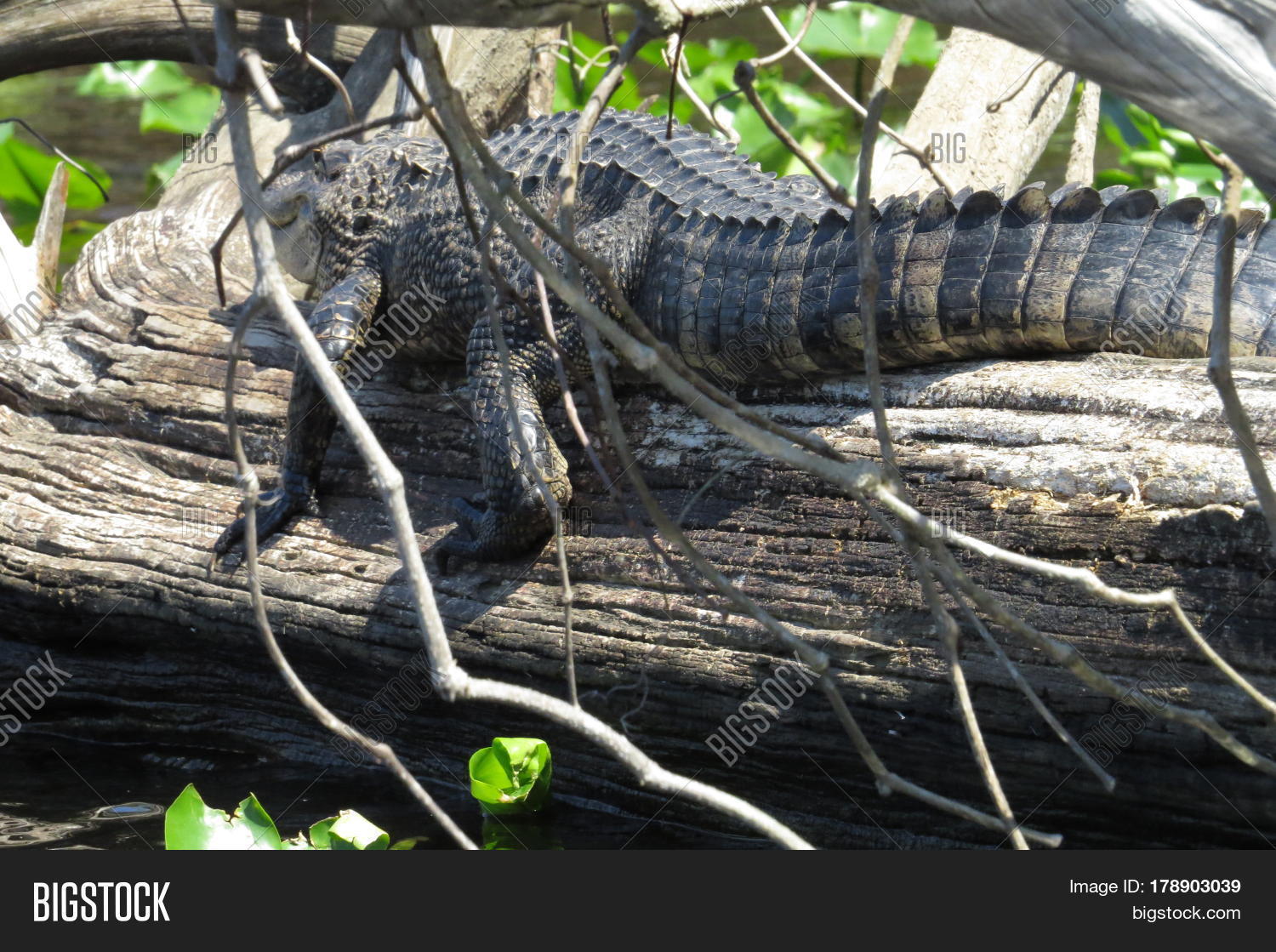 Alligator Hiding On Image & Photo (Free Trial) | Bigstock