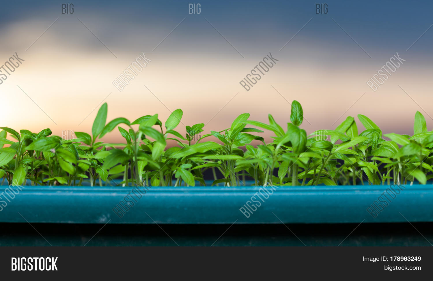 Growing Seedlings Image & Photo (Free Trial) | Bigstock