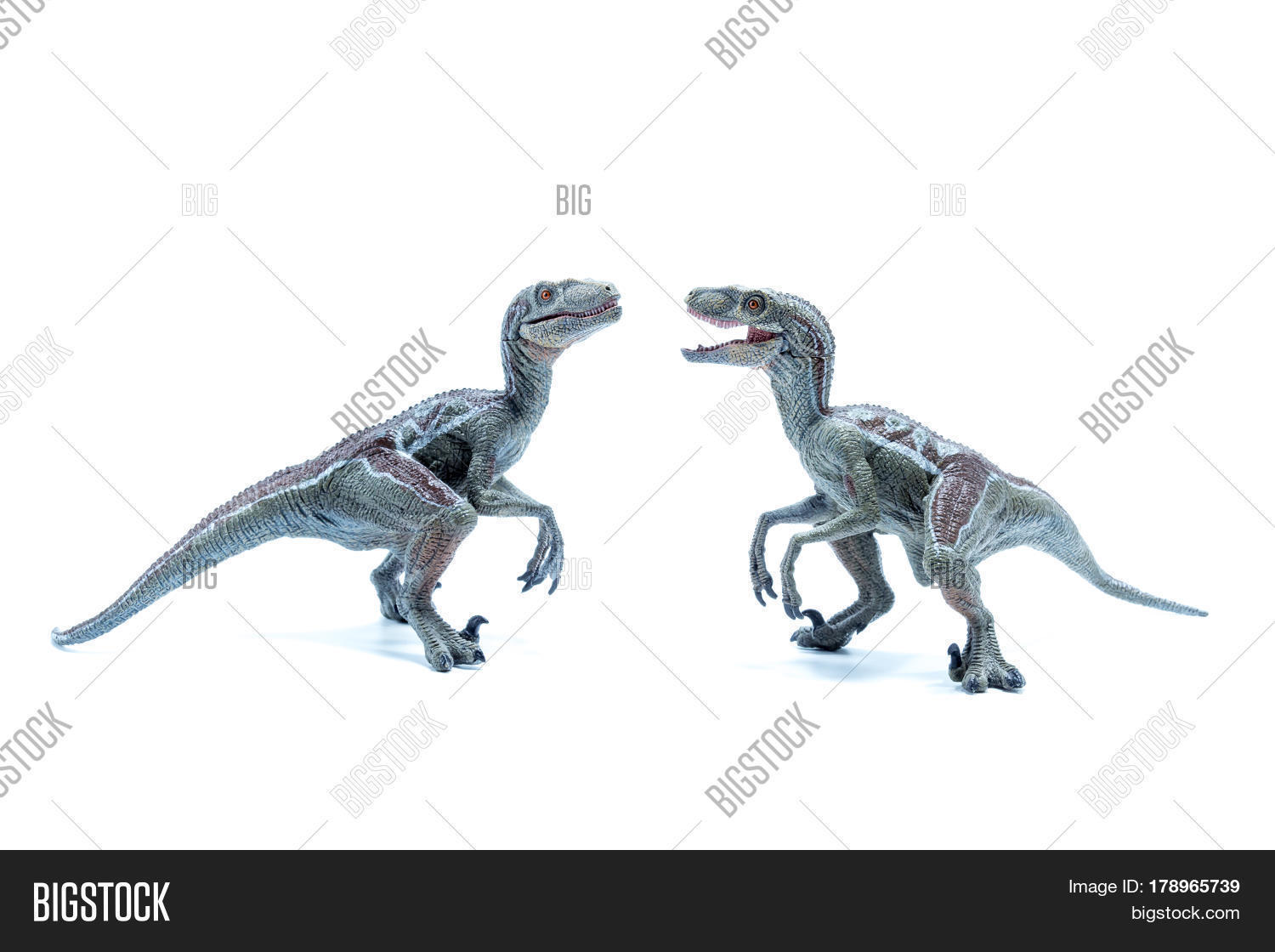 Two Great Velociraptor Image & Photo (Free Trial) | Bigstock