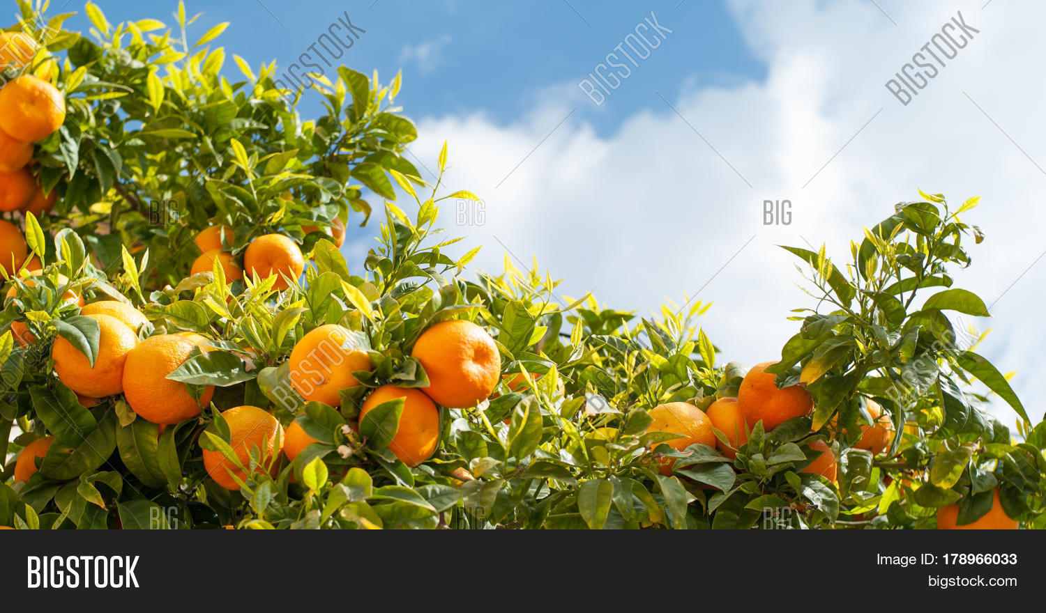 Ripe Oranges Orange Image & Photo (Free Trial) | Bigstock