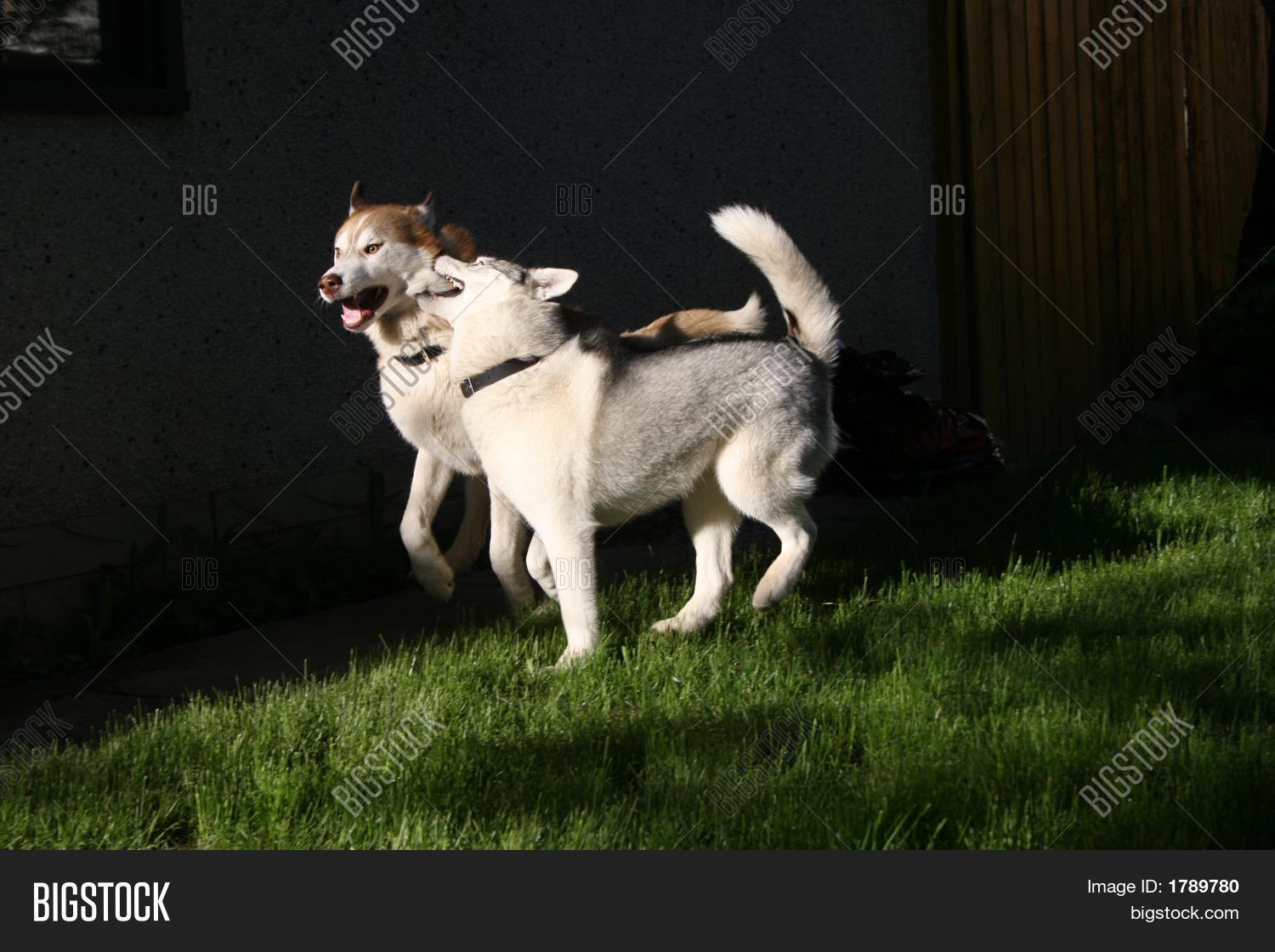 Huskies Playing Image & Photo (Free Trial) | Bigstock