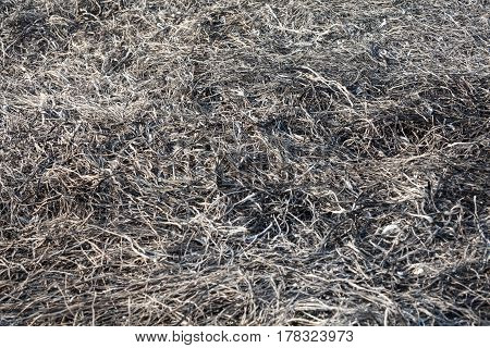 Burnt Grass Field Image & Photo (Free Trial) | Bigstock