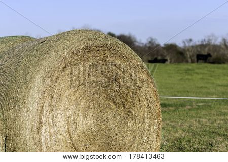 Round Hay Bale Cattle Image & Photo (Free Trial) | Bigstock