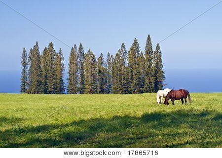 Two Horses Open Field Image & Photo (Free Trial) | Bigstock