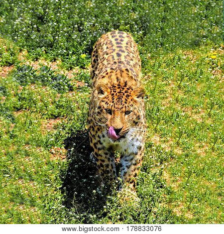 Leopard - Species Image & Photo (Free Trial) | Bigstock