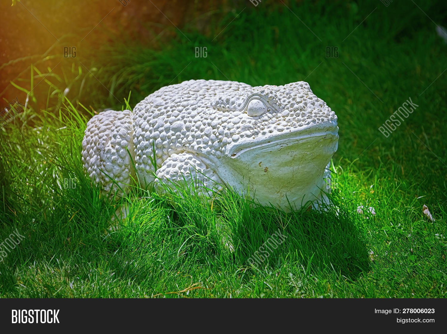 Outdoor White Frog Image & Photo (Free Trial) | Bigstock