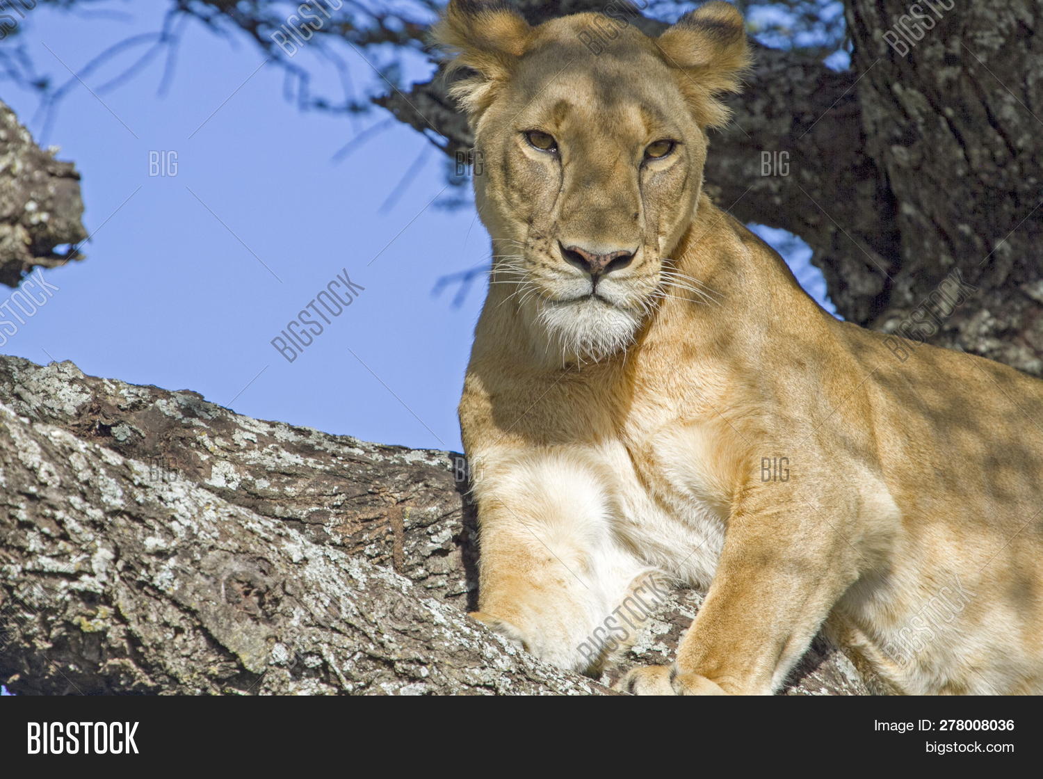 Lioness Resting Top Image & Photo (Free Trial) | Bigstock