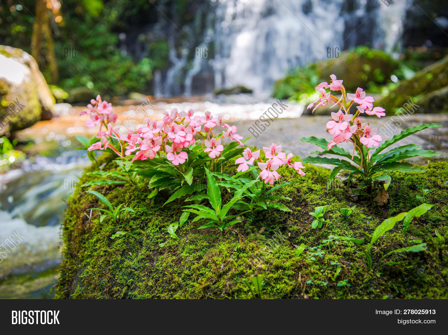 Pink Flower Growing On Image & Photo (Free Trial) | Bigstock