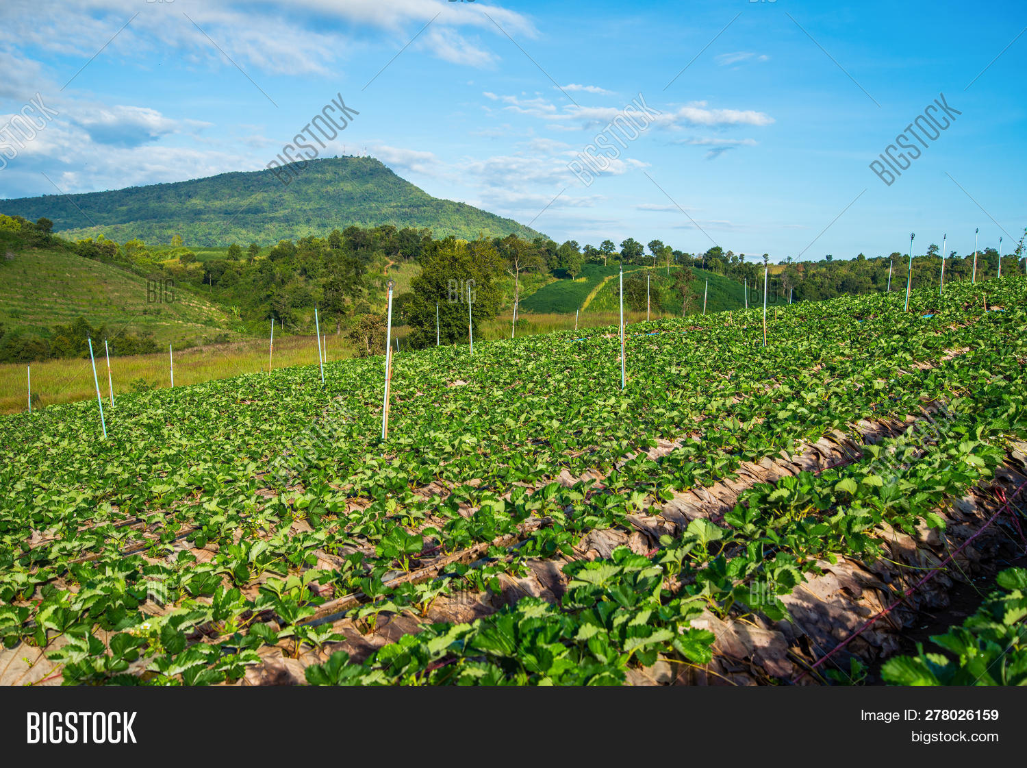 Strawberry Plant Farm Image & Photo (Free Trial) | Bigstock