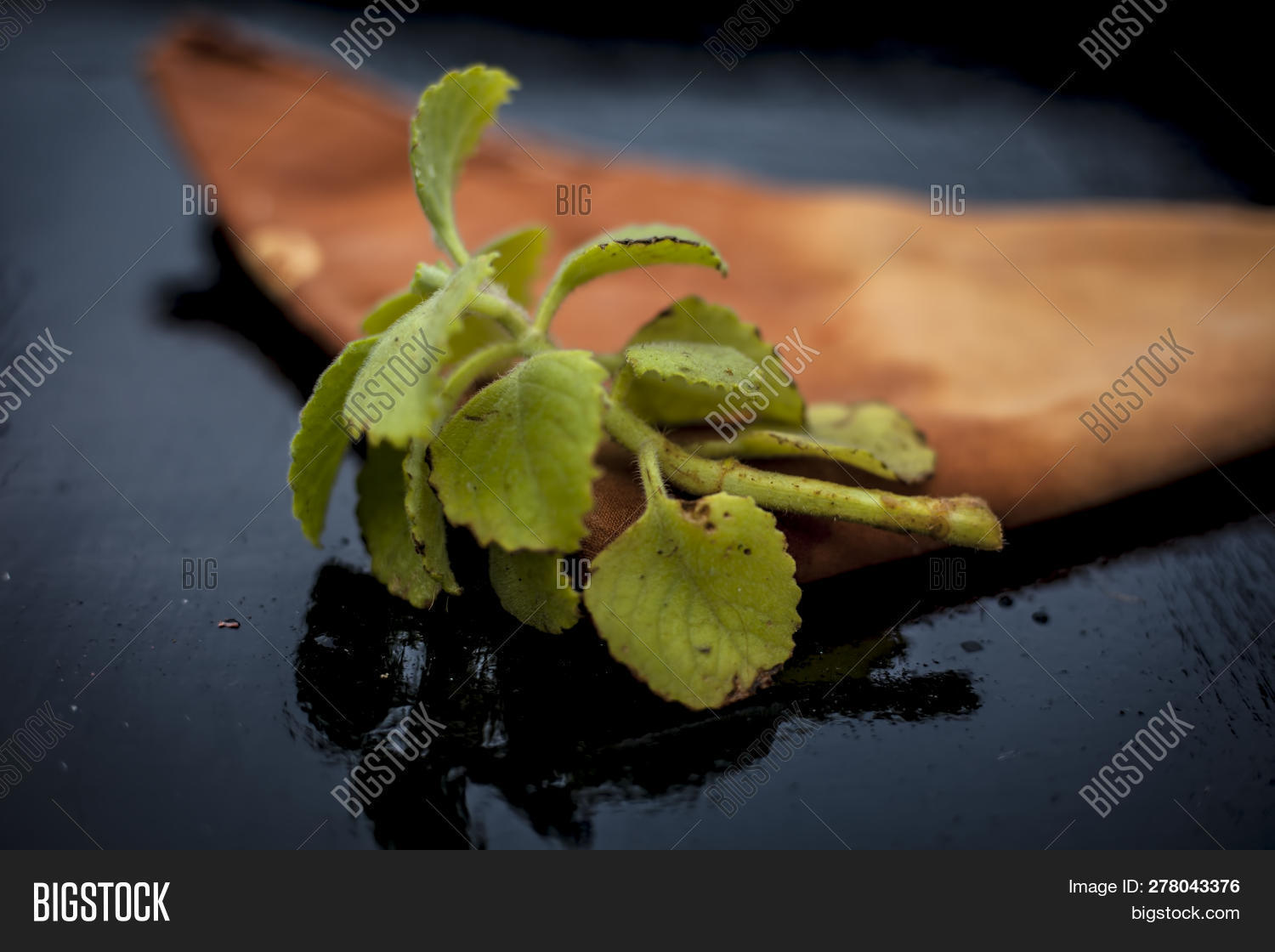 Close Leaves Ajwain Image & Photo (Free Trial) | Bigstock